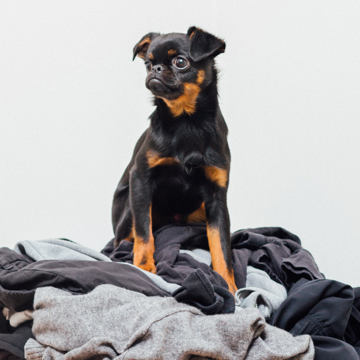 Buy Stylish Hippy Trendy Pet Products | zillymonkey.com